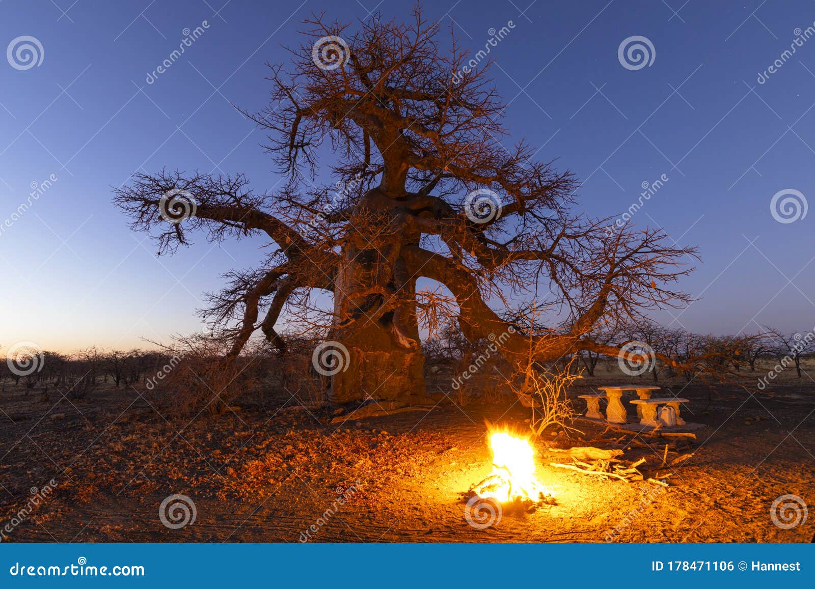 Campfire at Campsite Under Large Baobab Tree after Sunset Stock Photo ...