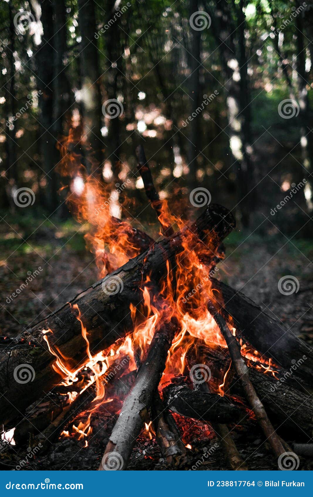 A Campfire in the Dark Forest. Flaming Woods. Stock Photo - Image of ...
