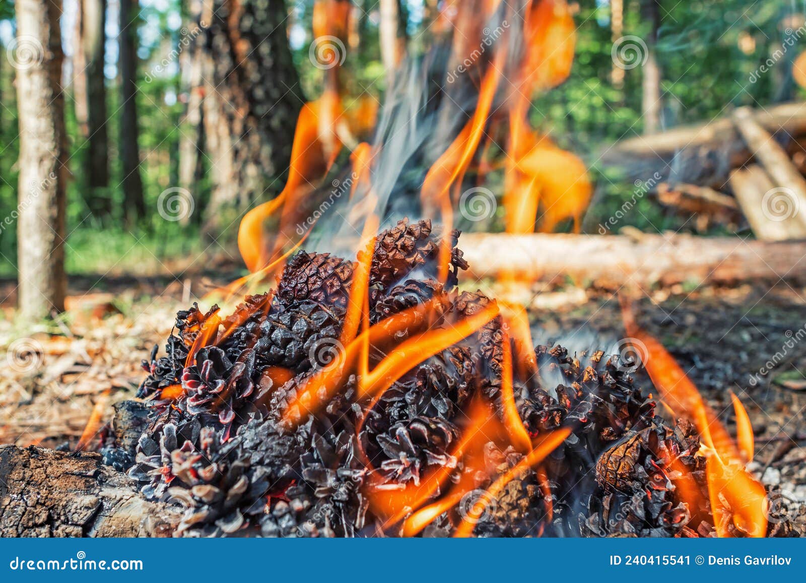 A Campfire Made of Pine Cones in the Forest. Cones Burning and Smoking ...
