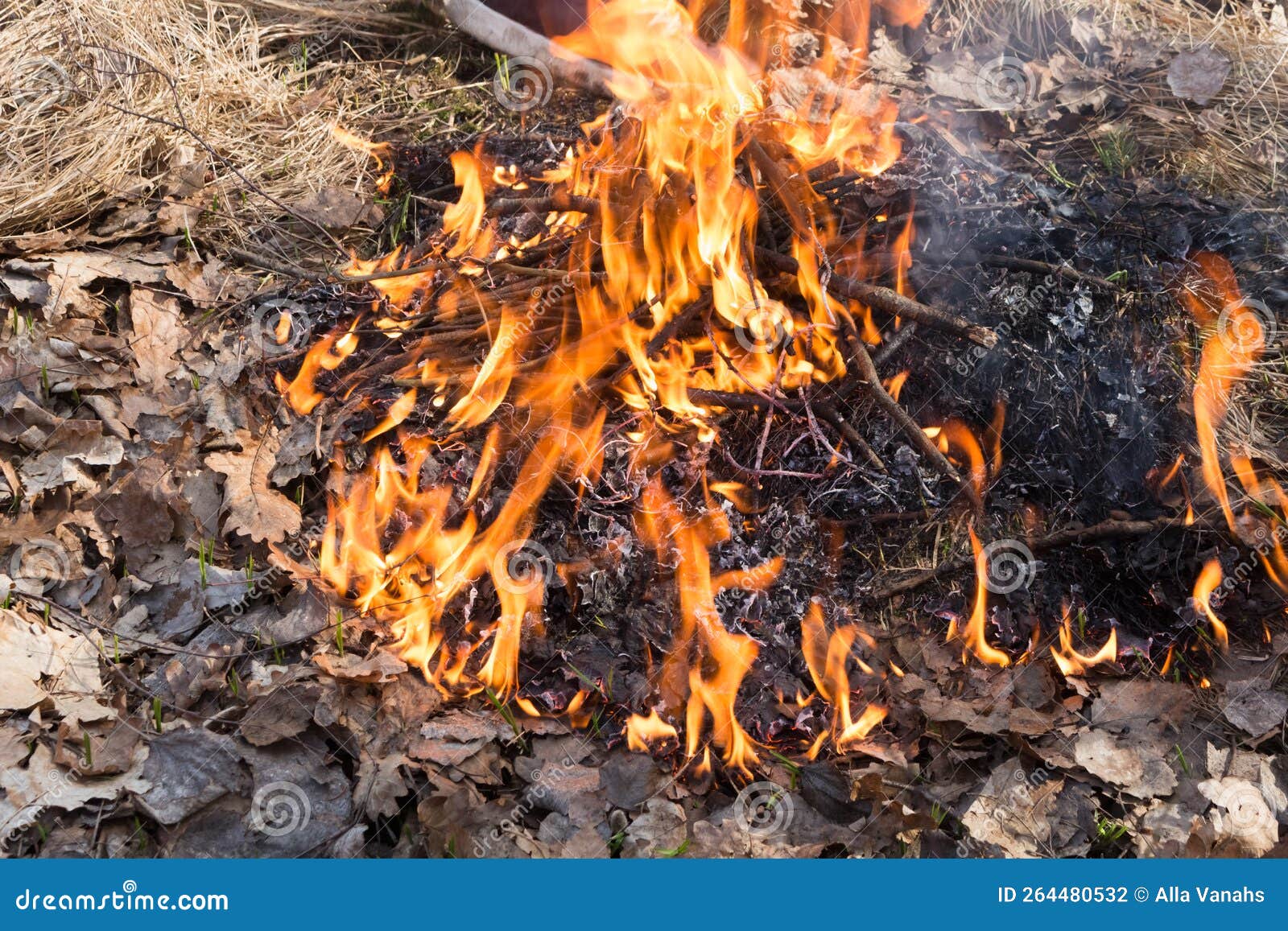 Campfire in the forest stock photo. Image of romance - 264480532