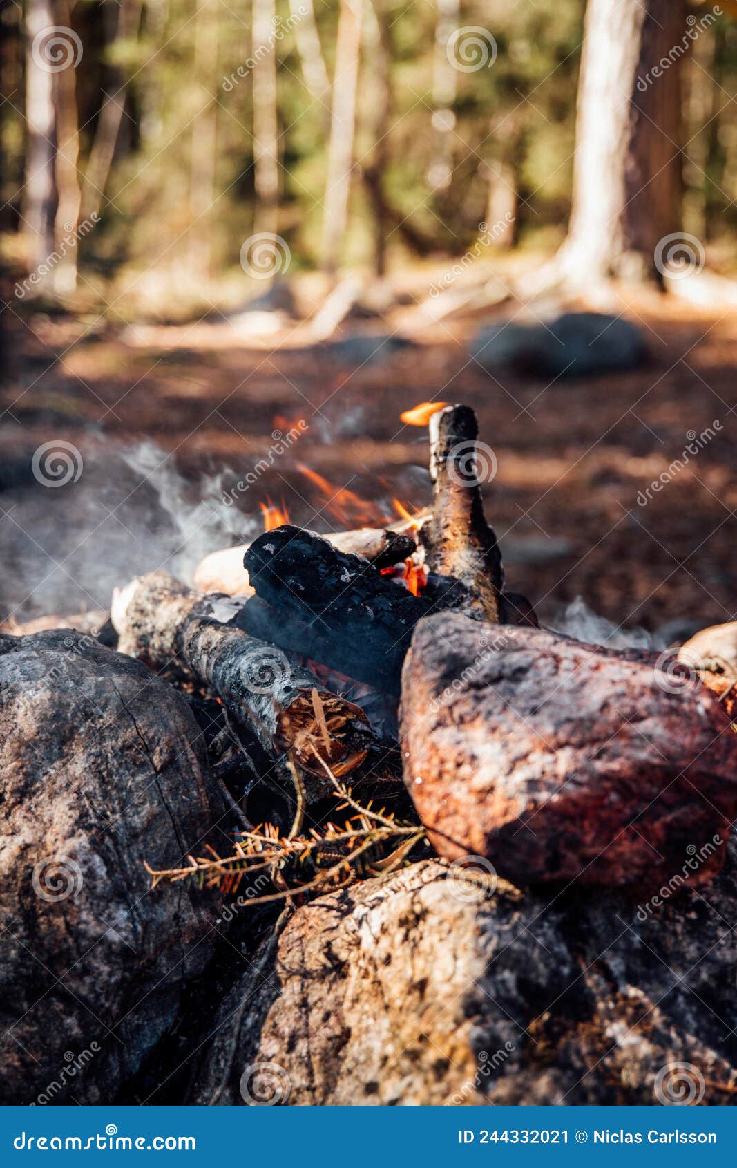 Campfire in the Forest a Sunny Day Stock Image - Image of grill ...