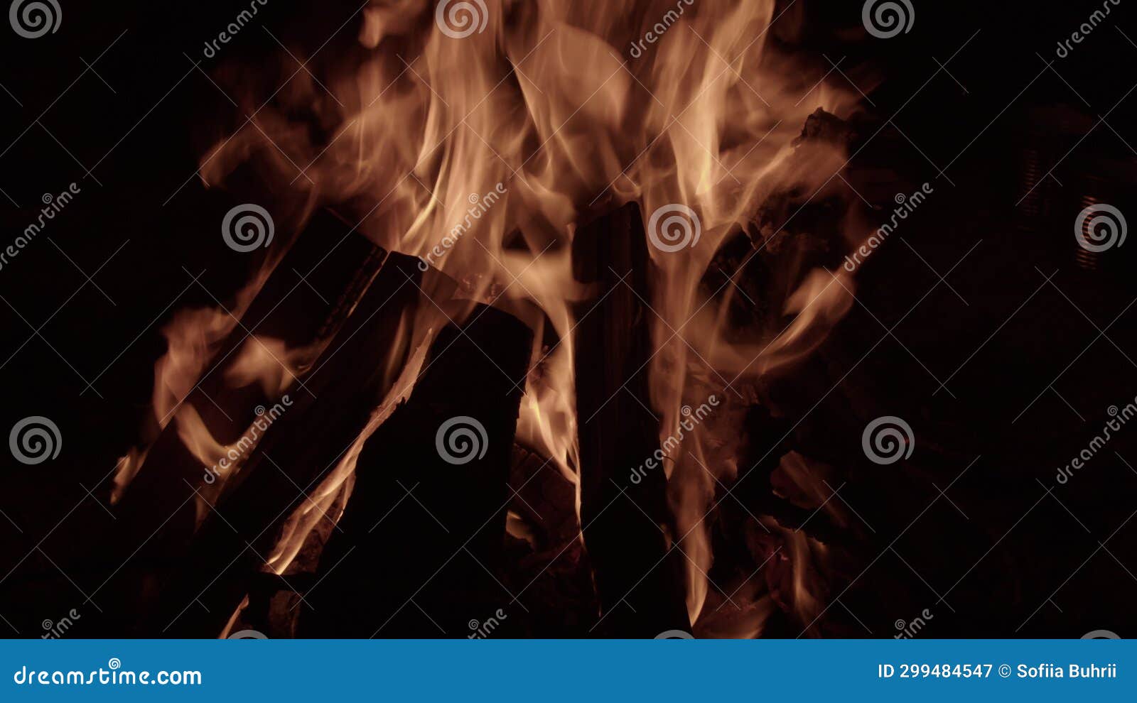 Campfire in the Middle of the Forest on a Dark Stock Video - Video of ...