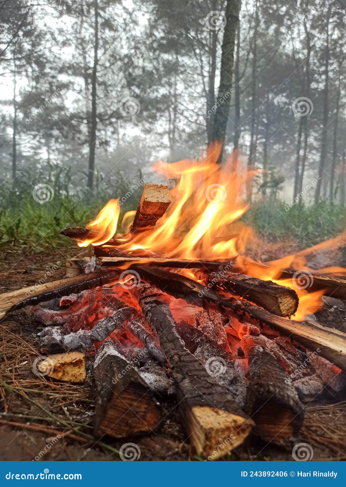 Campfire in the morning stock photo. Image of wildfire - 243892406