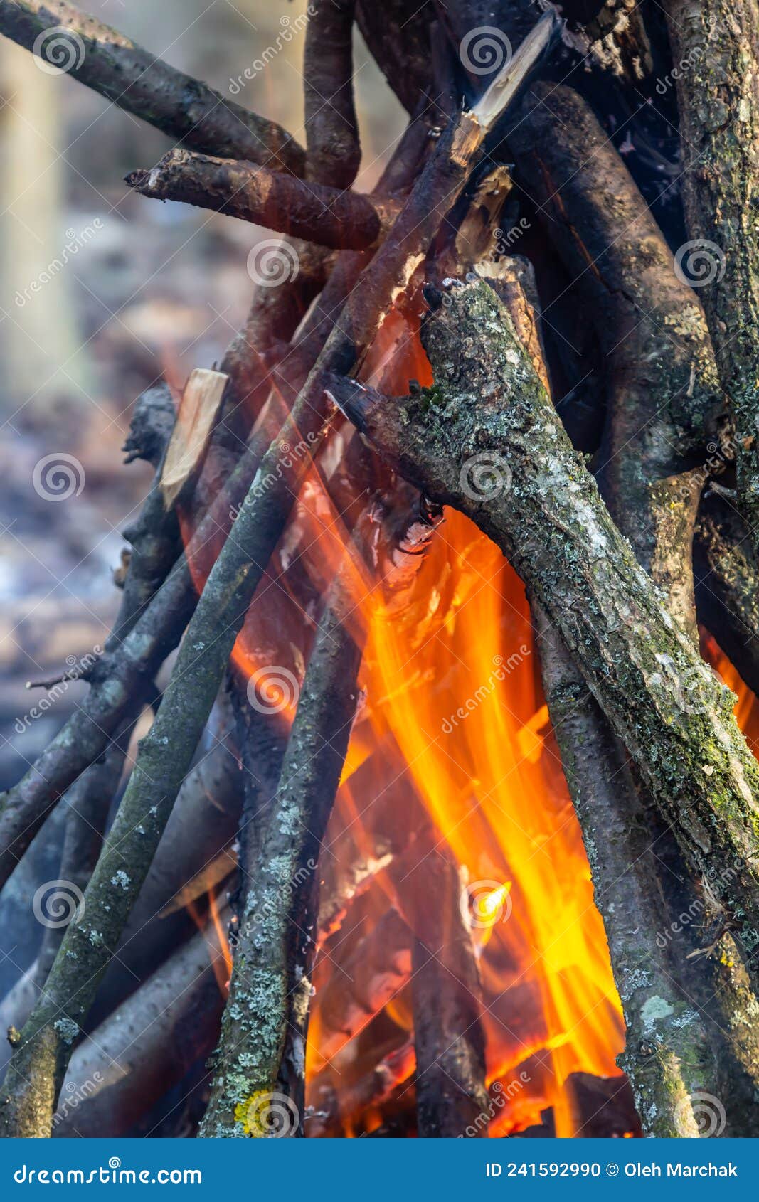 Campfire in the Spring Forest. Rest on the Weekend Stock Photo - Image ...