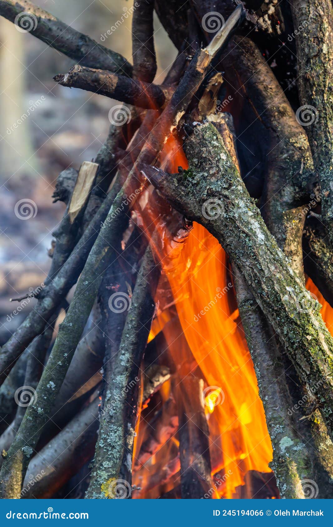 Campfire in the Spring Forest. Rest on the Weekend Stock Photo - Image ...
