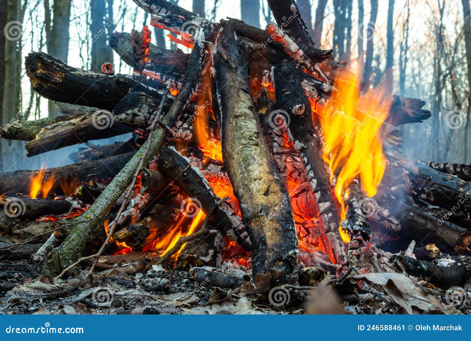 Campfire in the Spring Forest. Rest on the Weekend Stock Image - Image ...