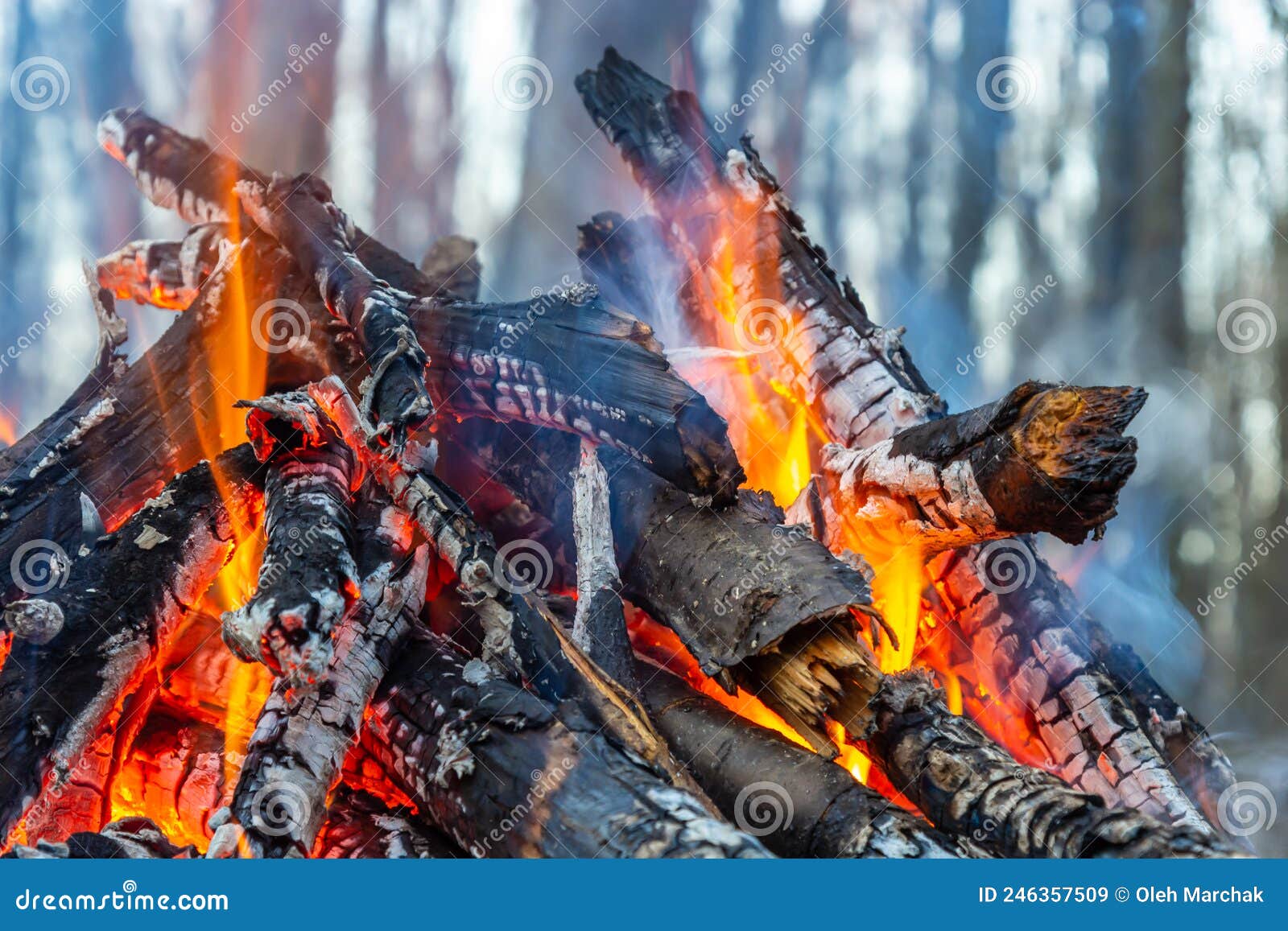 Campfire in the Spring Forest. Rest on the Weekend Stock Image - Image ...