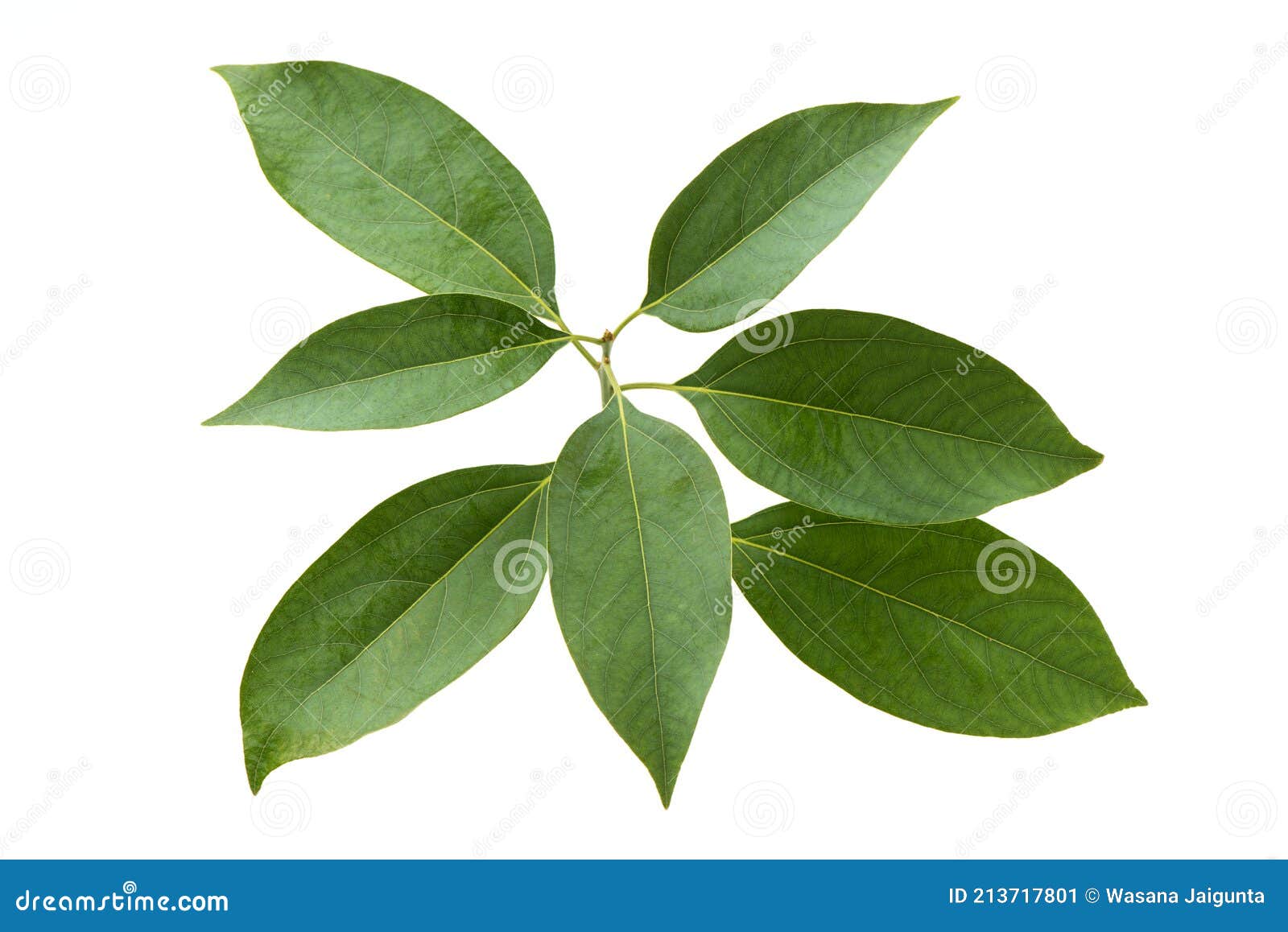 Camphor Branch Green Leaves Isolated on White Background Stock Image ...