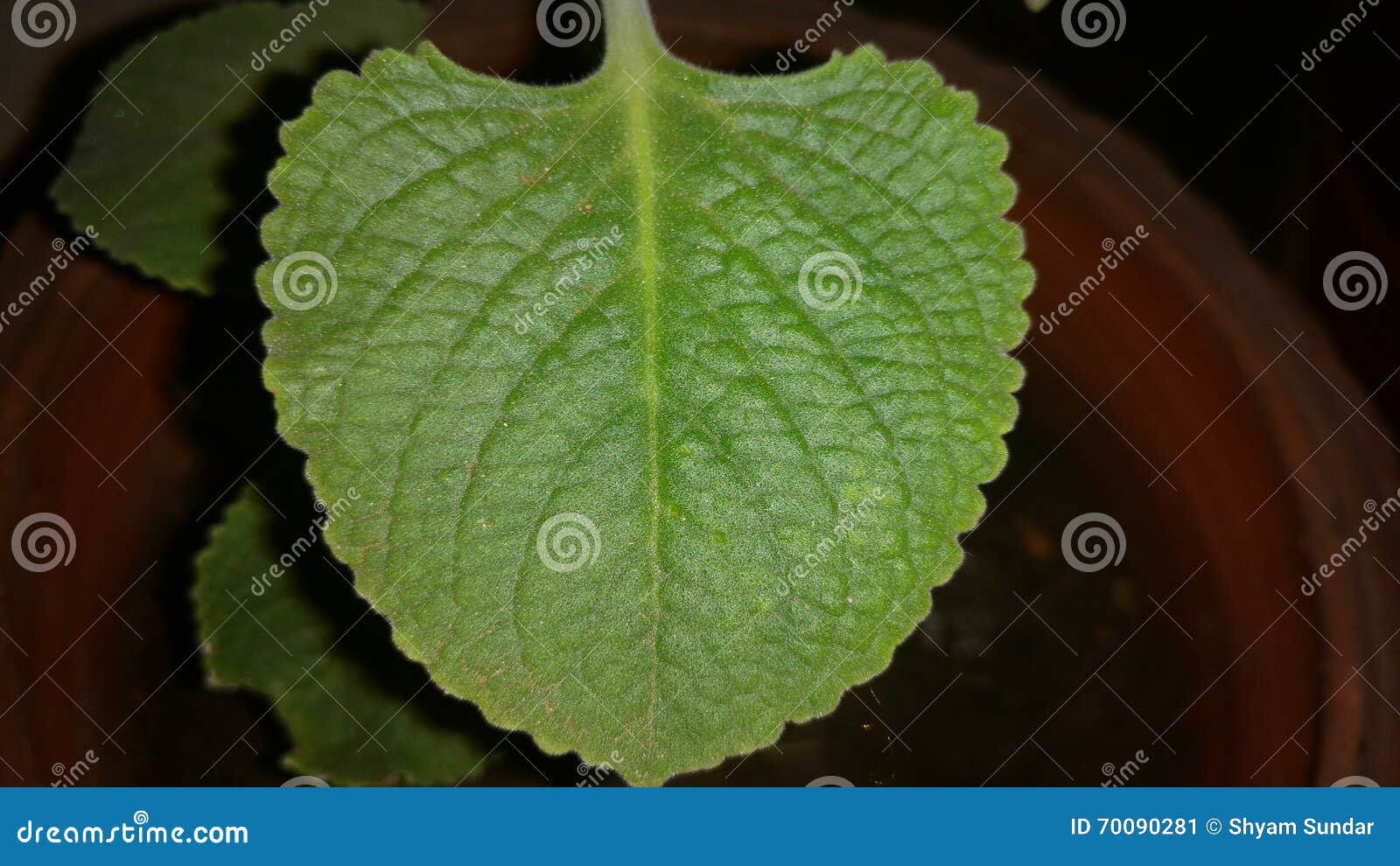The camphor leaf stock image. Image of green, leaf, plant - 70090281