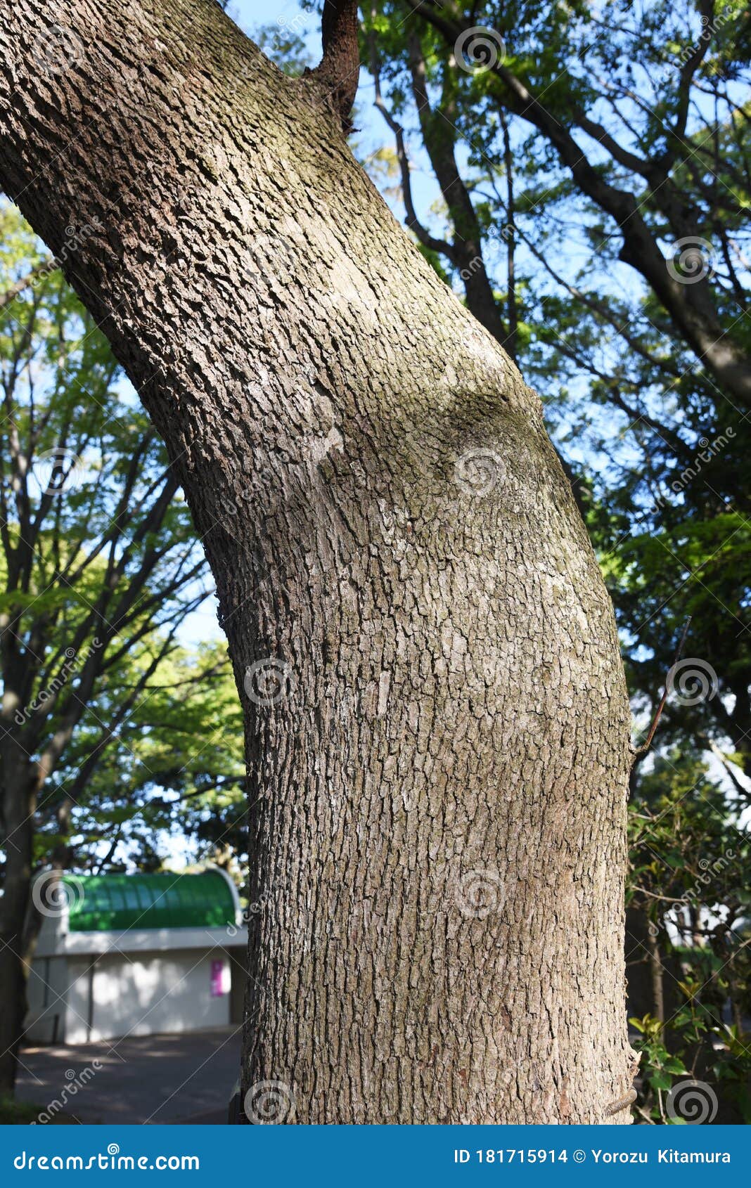 Camphor Tree Bark and Leaves Stock Photo - Image of aromatic, foliage ...
