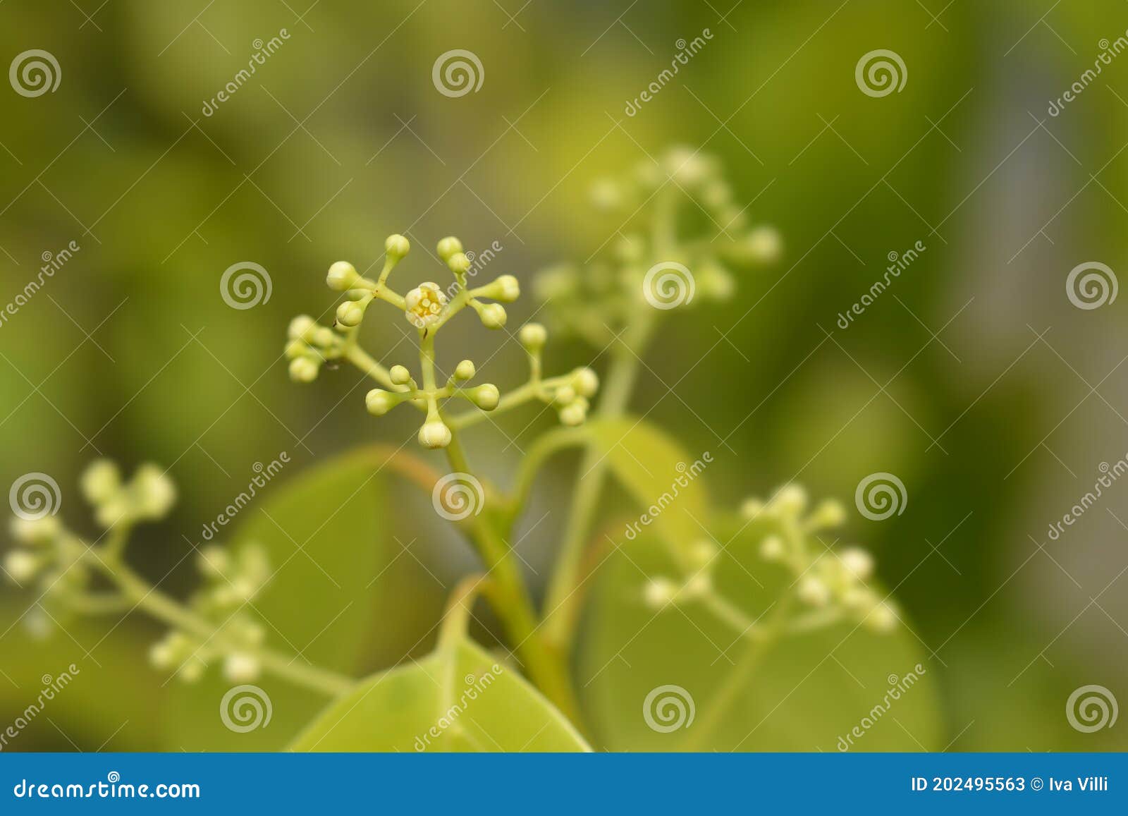 Camphor tree stock image. Image of green, flower, tree - 202495563