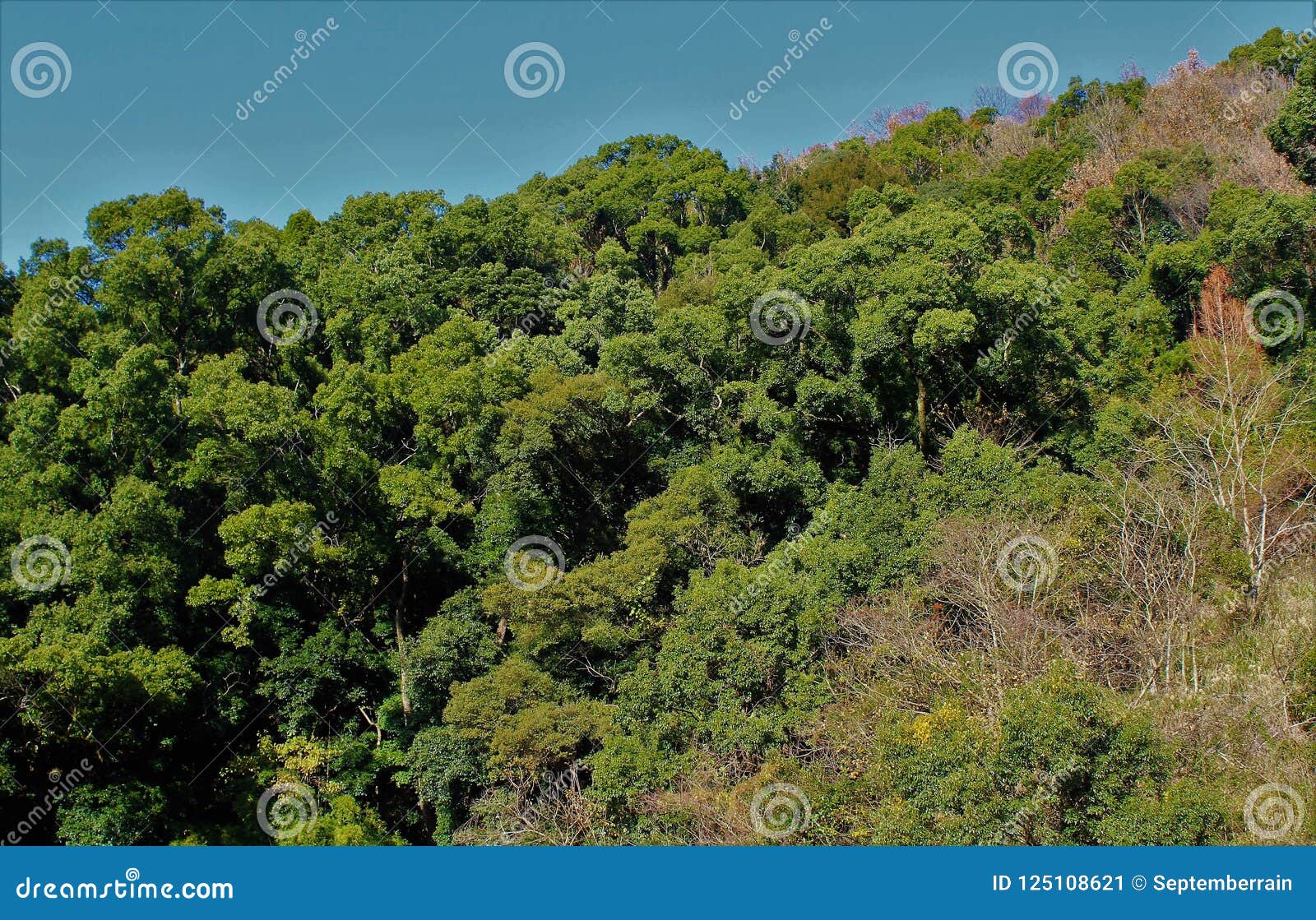 Camphor Tree Forest in Japan Stock Image - Image of beautiful ...