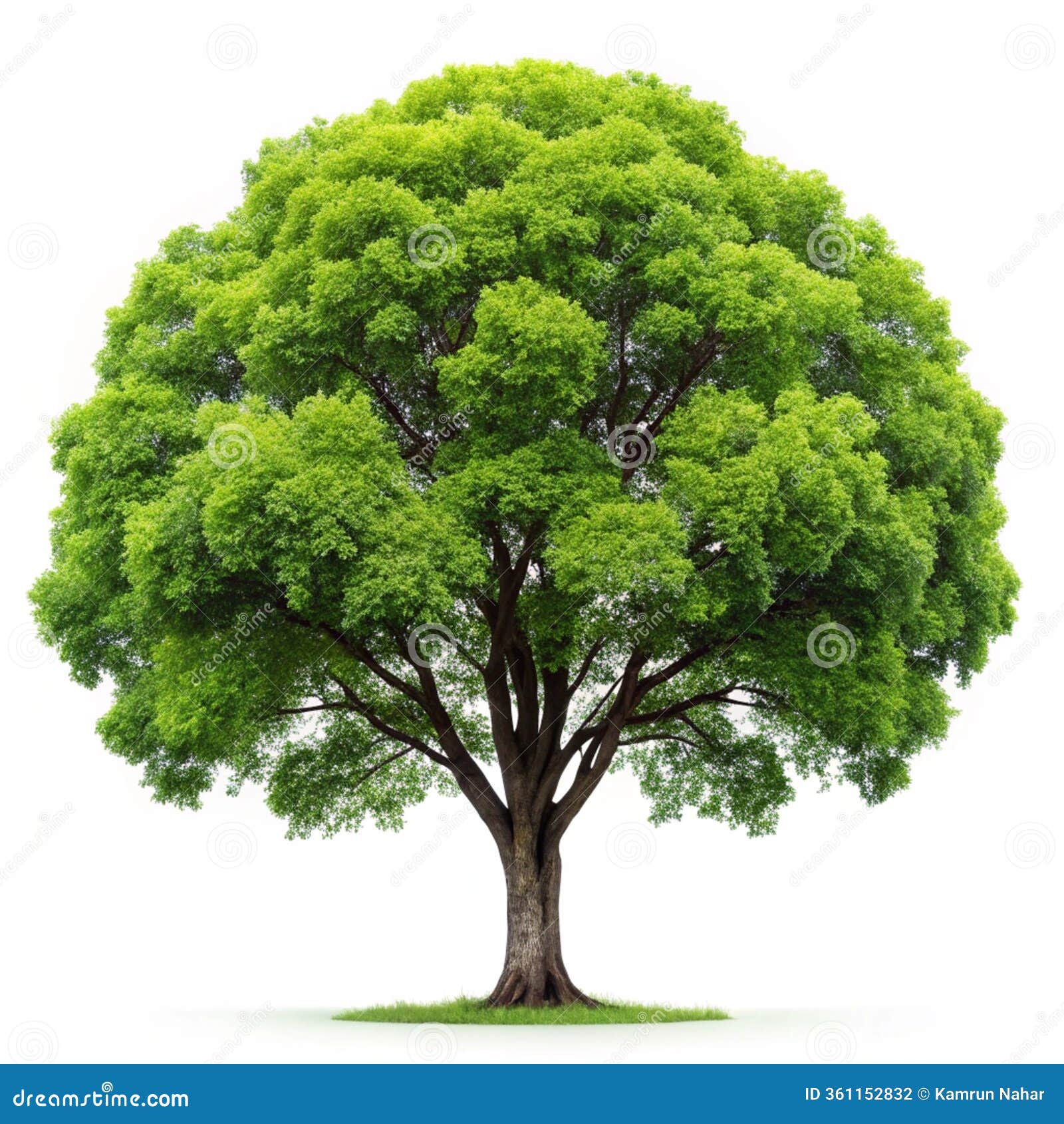 Camphor Tree, Isolated Logo Icon. White Silhouette. Vector Royalty-Free ...