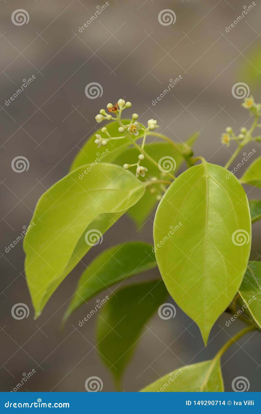 Camphor tree stock photo. Image of camphorwood, tree - 149290714