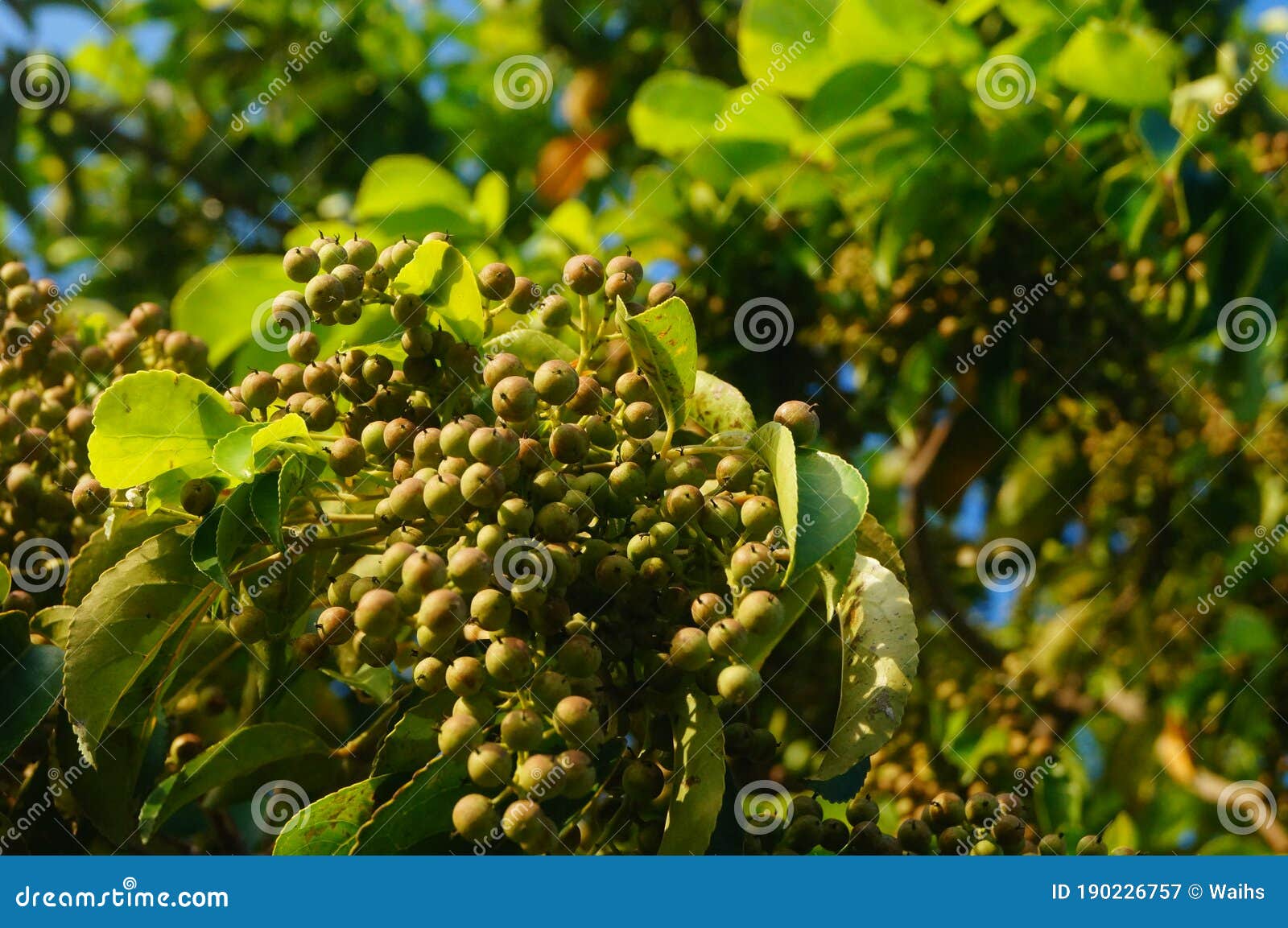 Camphor Tree Seed is the Fruit of Camphor Tree Stock Image - Image of ...