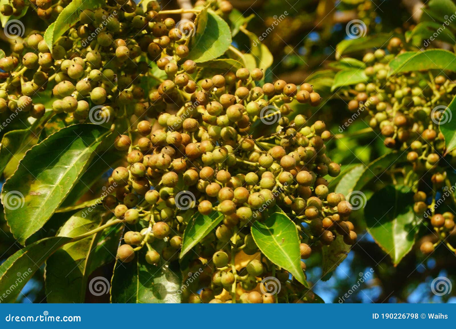 Camphor Tree Seed is the Fruit of Camphor Tree Stock Photo - Image of ...