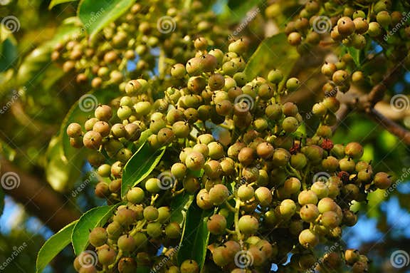 Camphor Tree Seed is the Fruit of Camphor Tree Stock Image - Image of ...