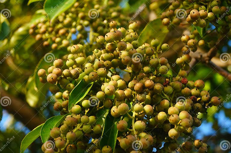 Camphor Tree Seed is the Fruit of Camphor Tree Stock Image - Image of ...