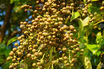Camphor Tree Seed is the Fruit of Camphor Tree Stock Photo - Image of ...