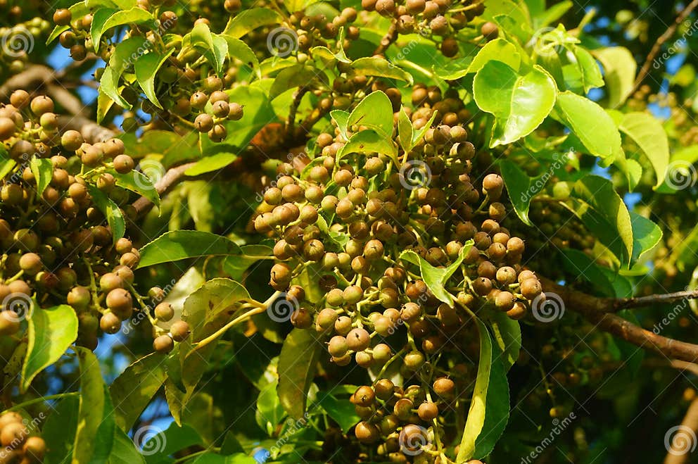Camphor Tree Seed is the Fruit of Camphor Tree Stock Image - Image of ...