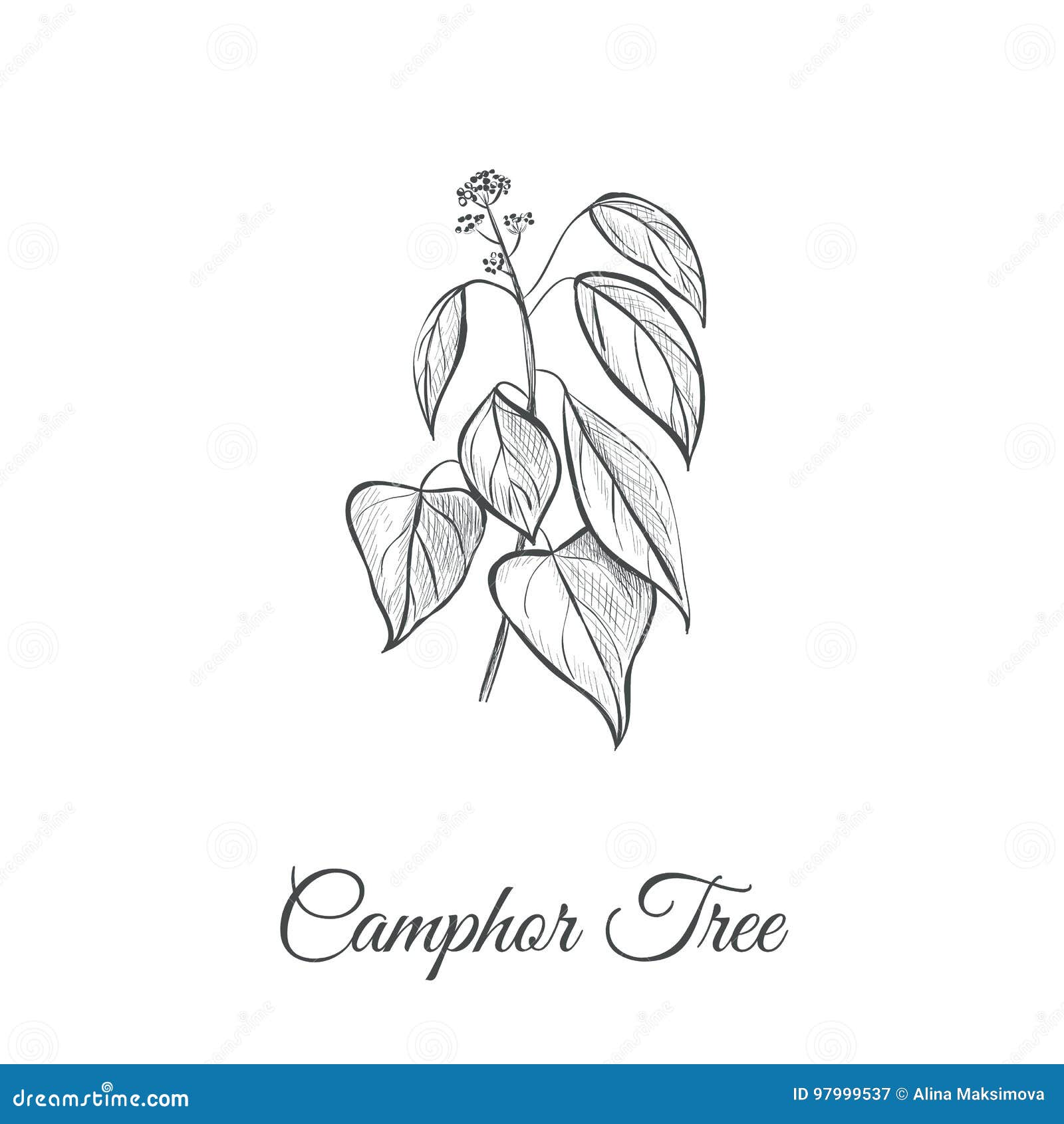 Camphor Tree Vector Illustration. Camphor Tree Stock Vector ...