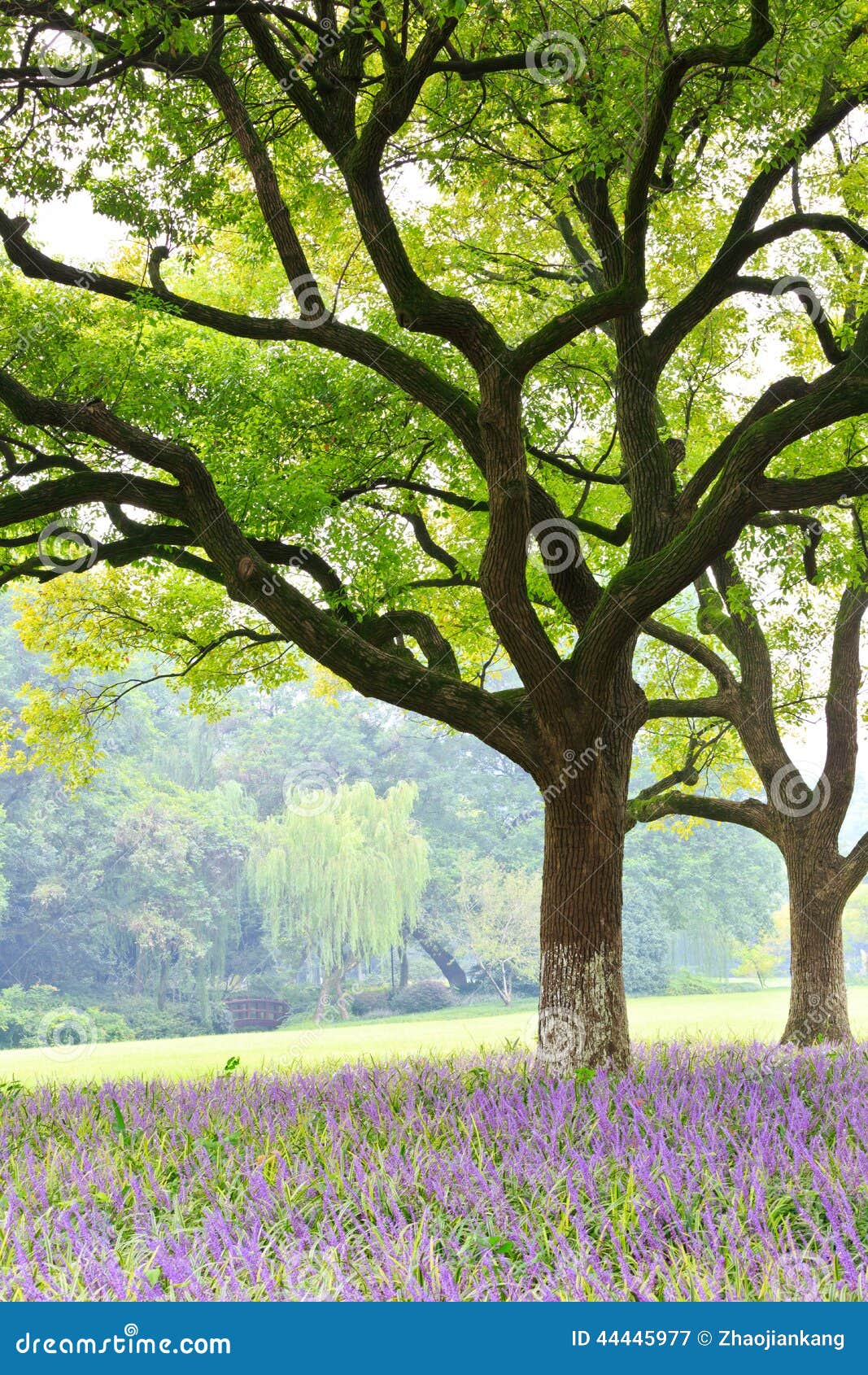 Camphor trees in the park stock image. Image of seasonal - 44445977