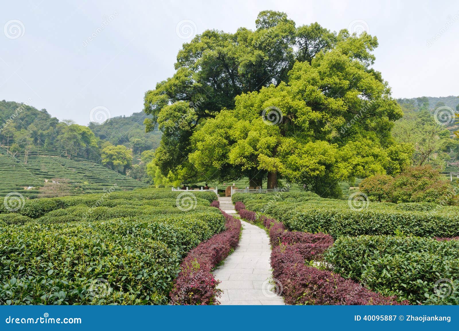 Camphor trees stock image. Image of environment, farm - 40095887