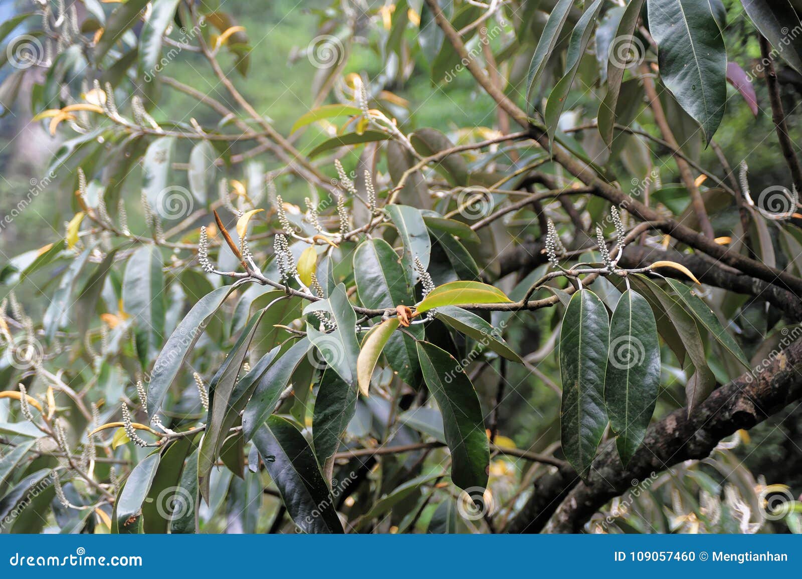 Camphora De La Flor-canela Del Mango Foto de archivo - Imagen de sector ...
