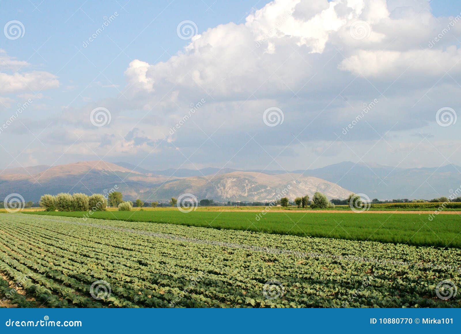 Campi coltivati fotografia stock. Immagine di coltura - 10880770
