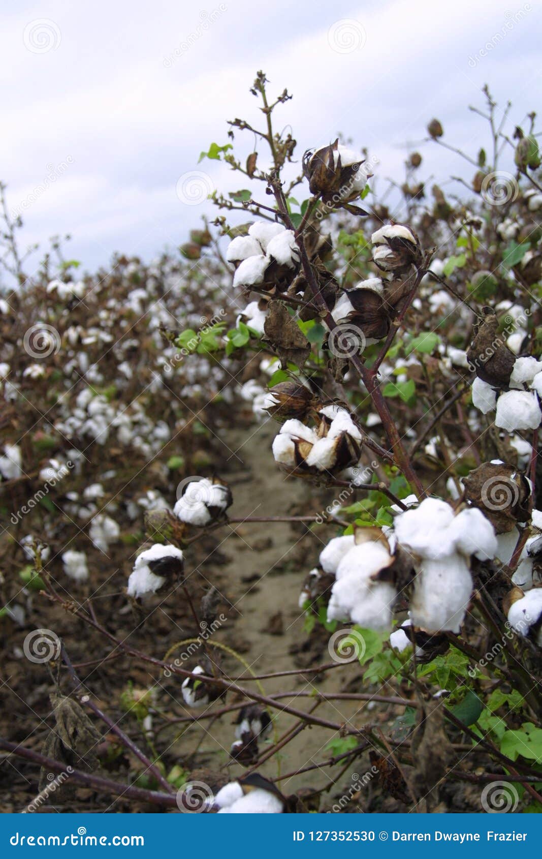 Campi Del Cotone Dell'Arkansas Fotografia Stock - Immagine di raccolta ...