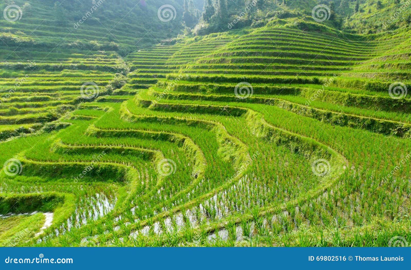 Campi Del Terrazzo Del Riso Fotografia Stock - Immagine di cina, drago ...