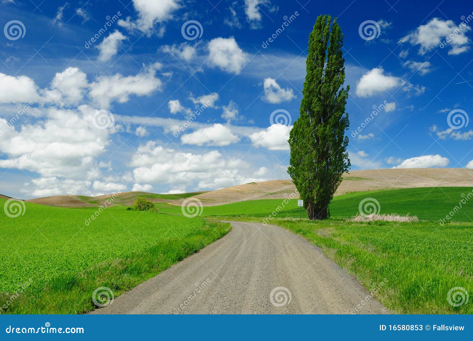 Campi Di Frumento E Strada Campestre Immagine Stock - Immagine di bello ...