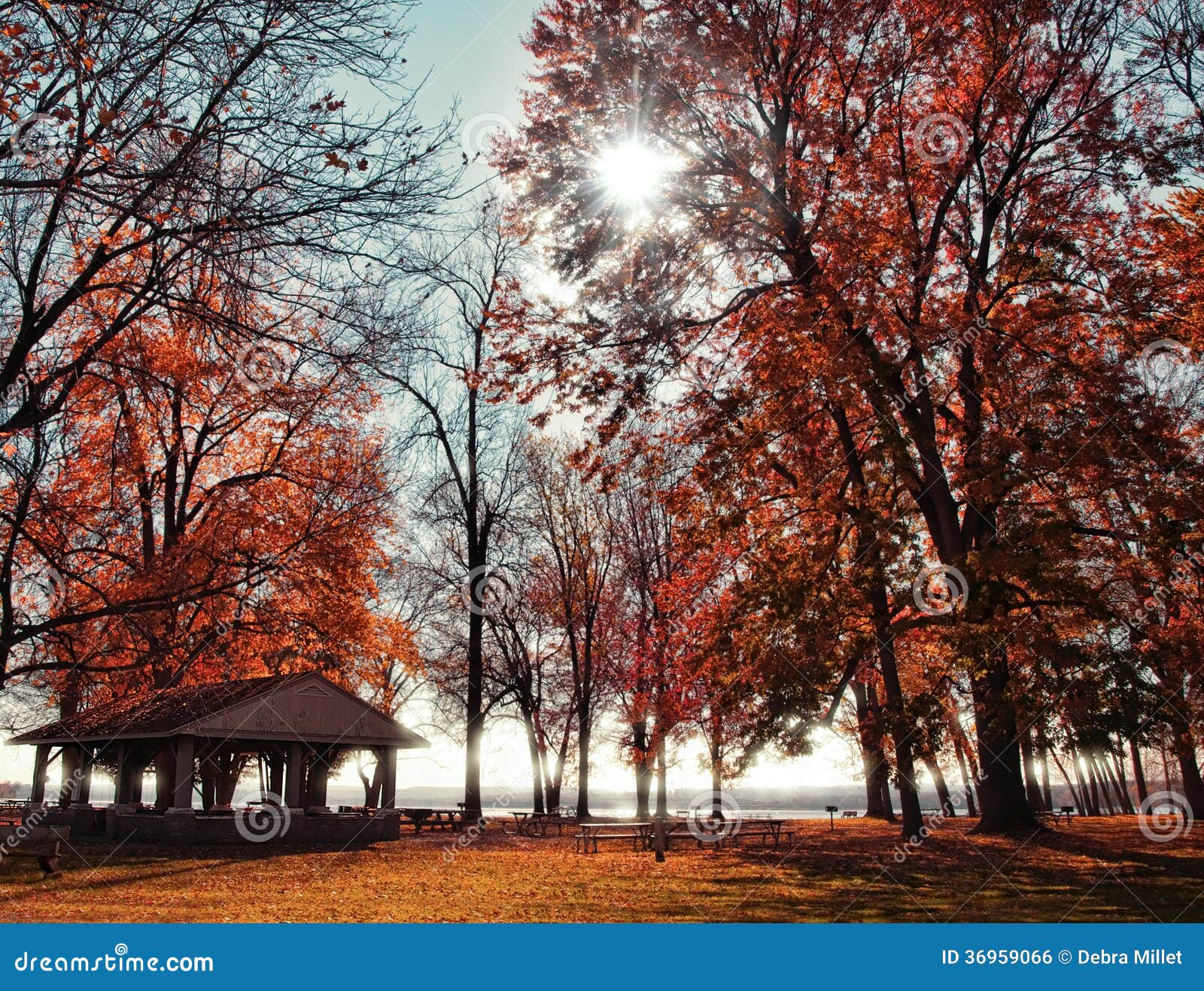 Campines en otoño foto de archivo. Imagen de picnic, lago - 36959066