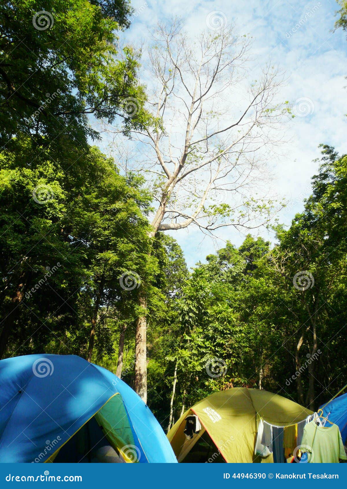 Camping in the forest stock photo. Image of forest, jungle - 44946390