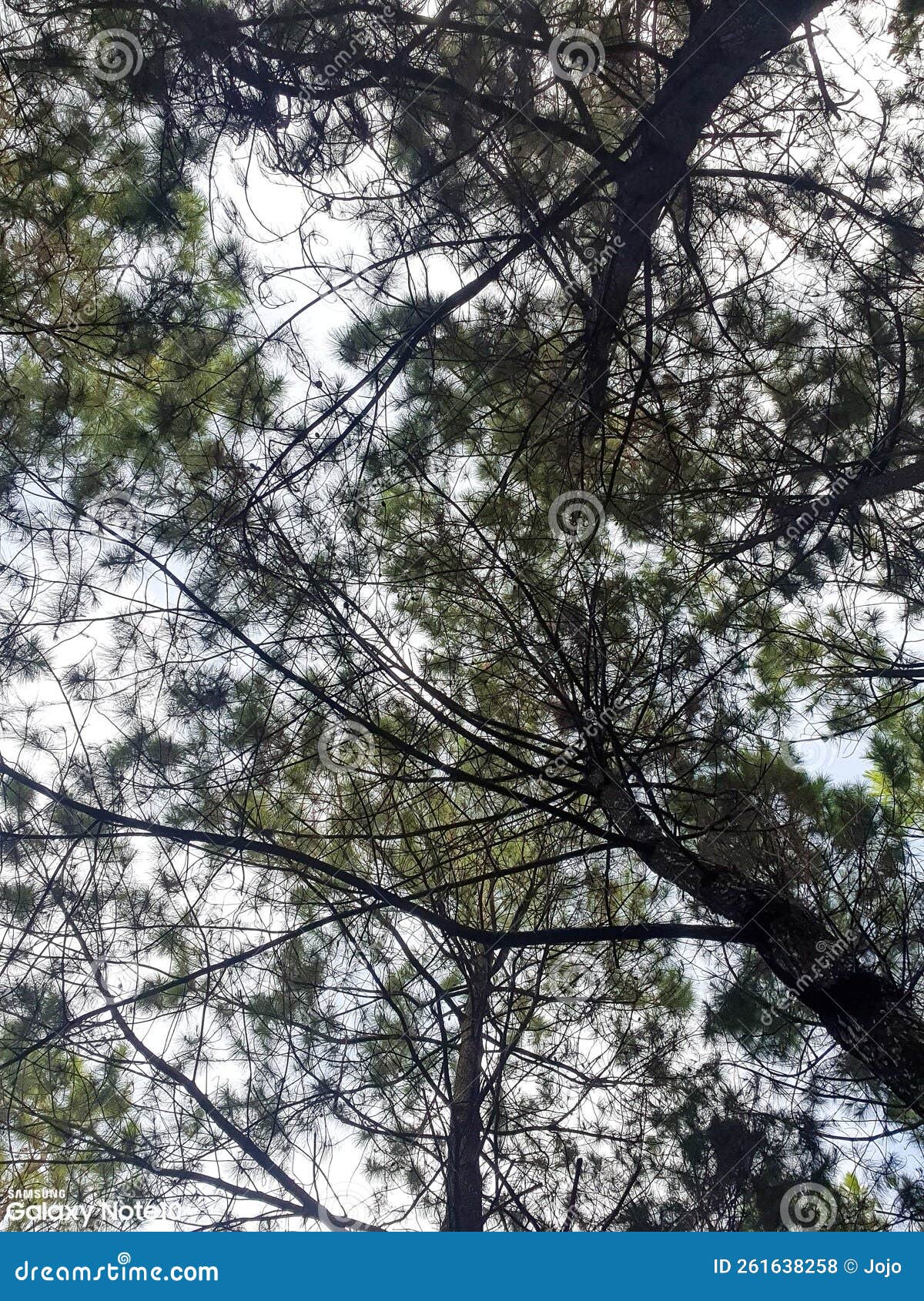 Camping in Forest with Full Tree Stock Photo - Image of blossom, spring ...