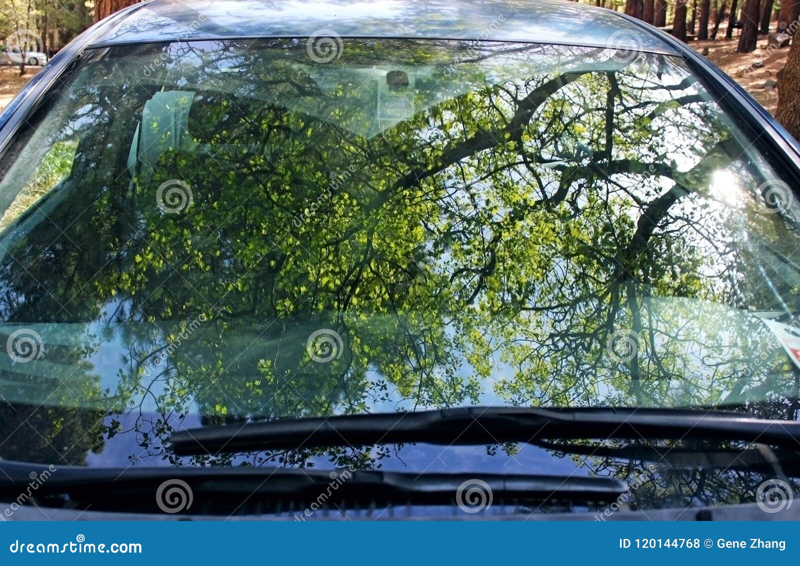Camping in the Forest, Tree Reflection on the Windshield Stock Photo ...