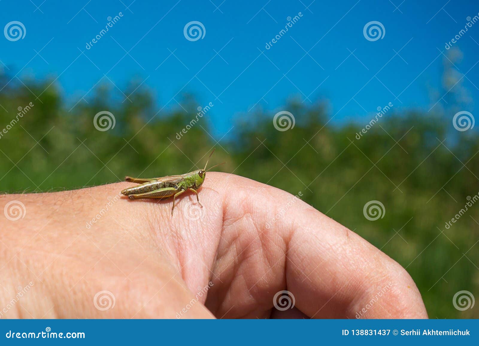 Camping. a Grasshopper on His Hand Stock Image - Image of european ...