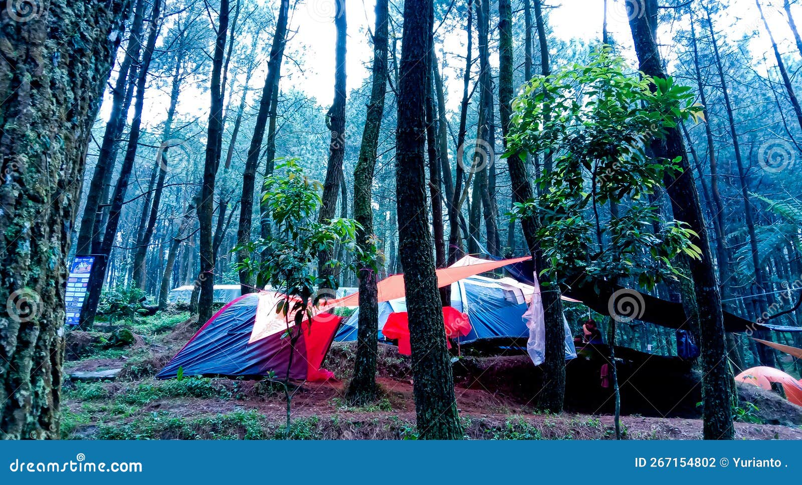 Camping in a pine forest stock photo. Image of panorama - 267154802