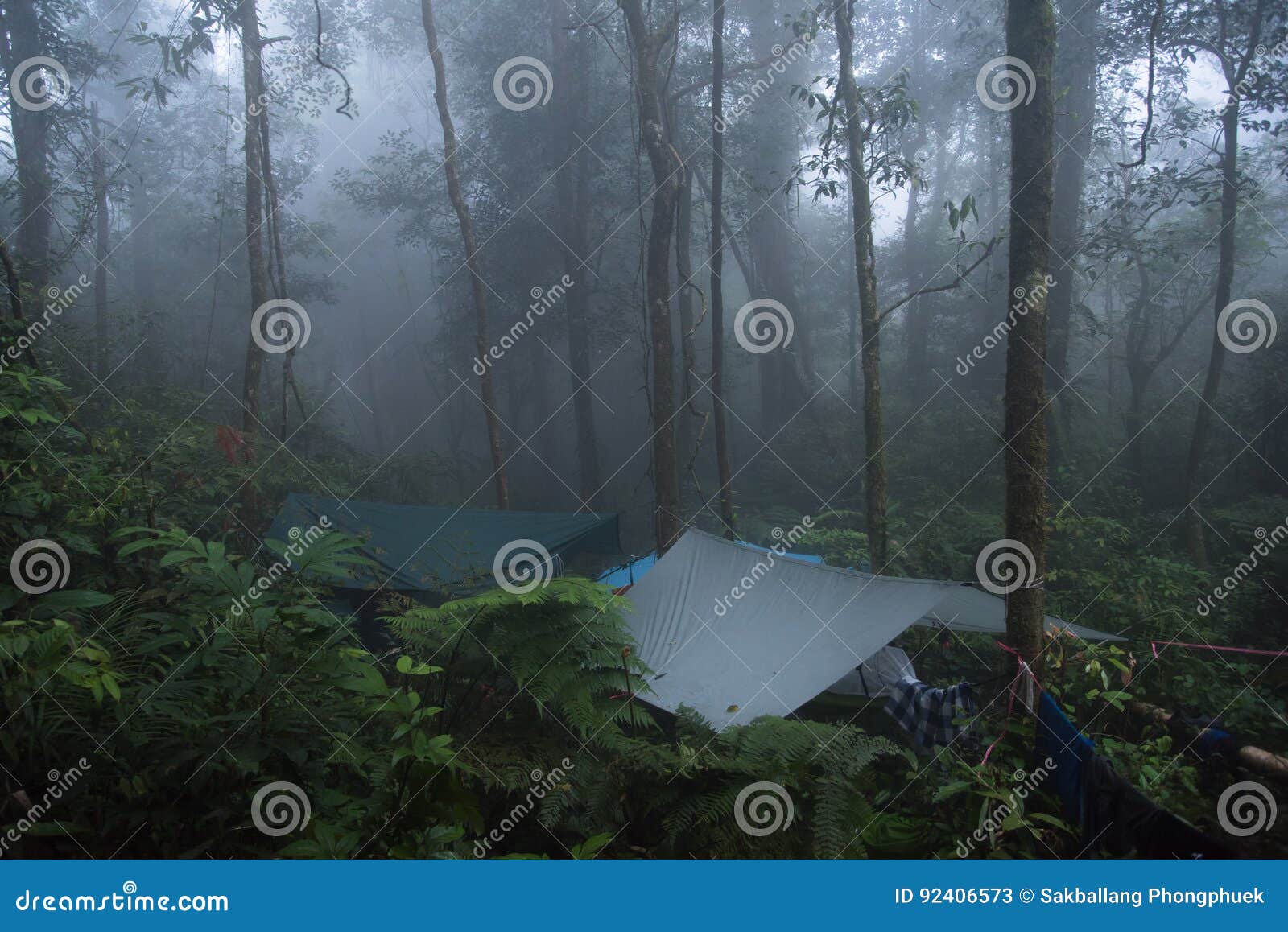 Camping in the Rainforest with Mist Stock Image - Image of natural ...