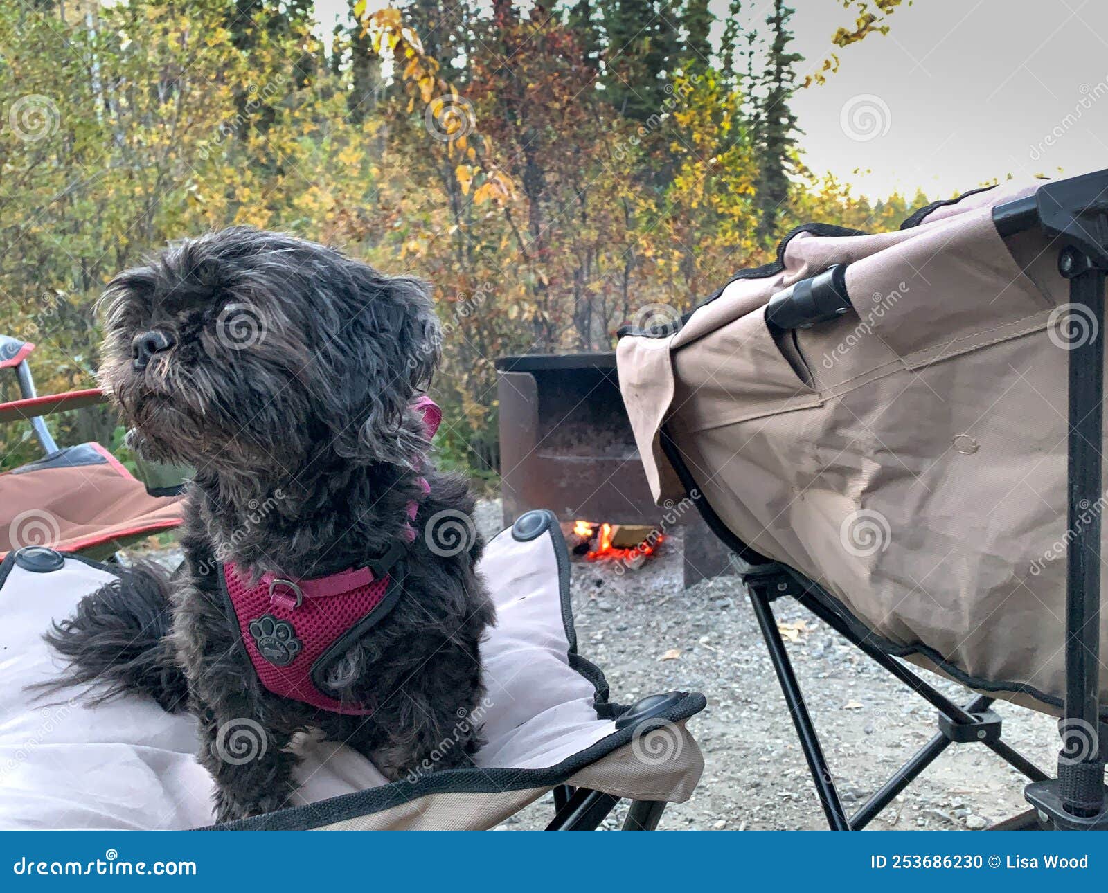 Camping with Small Dogs stock photo. Image of outdoors - 253686230