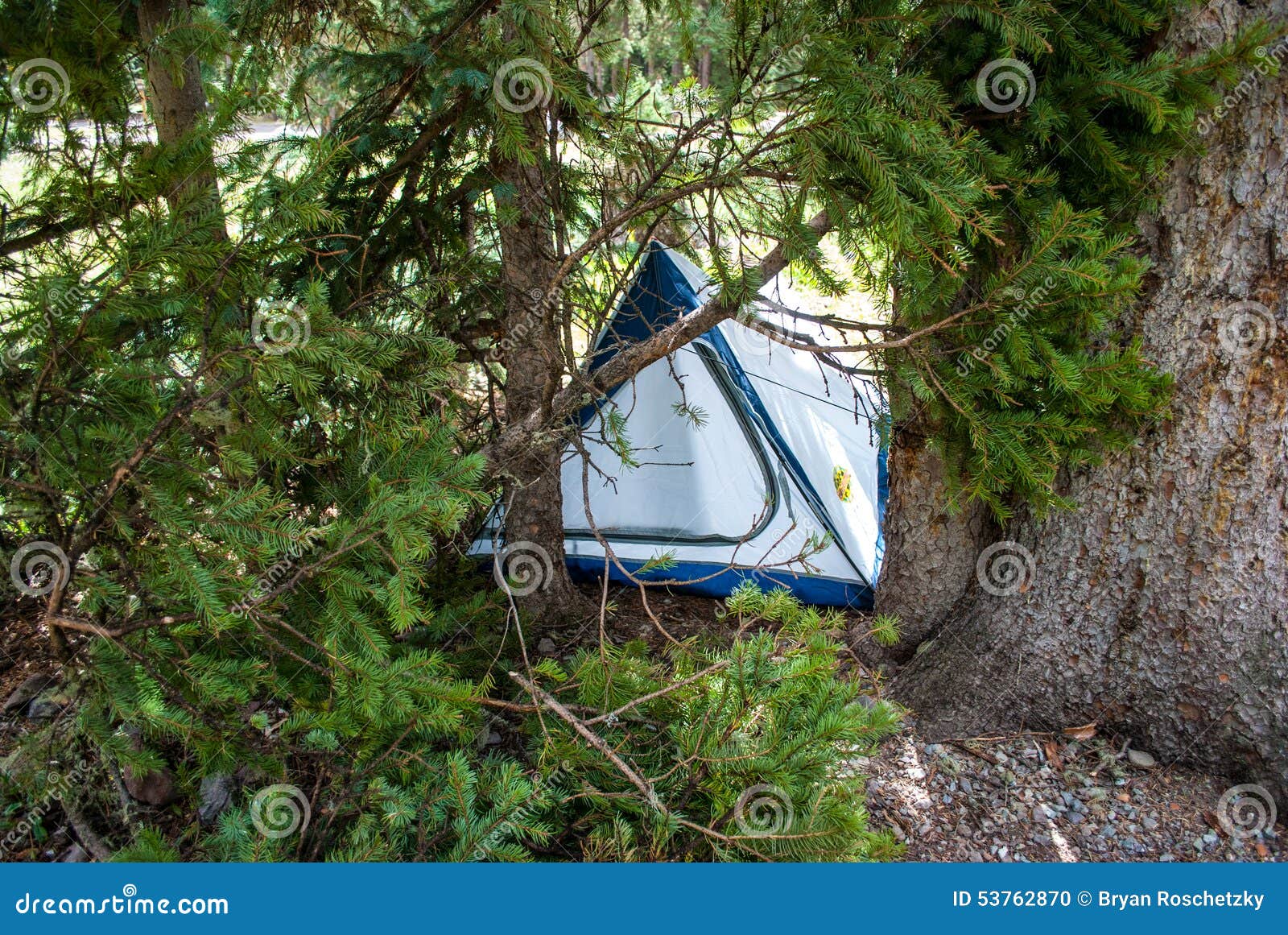 Camping Tent Hidden with Pine Tree Branches Stock Photo - Image of ...