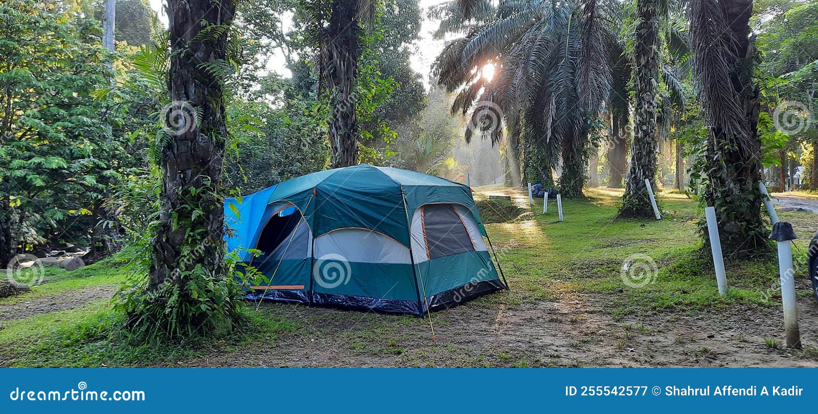 Camp at Palm Oil Farm Camping at Palm Farm Tent Under the Palm Tree ...