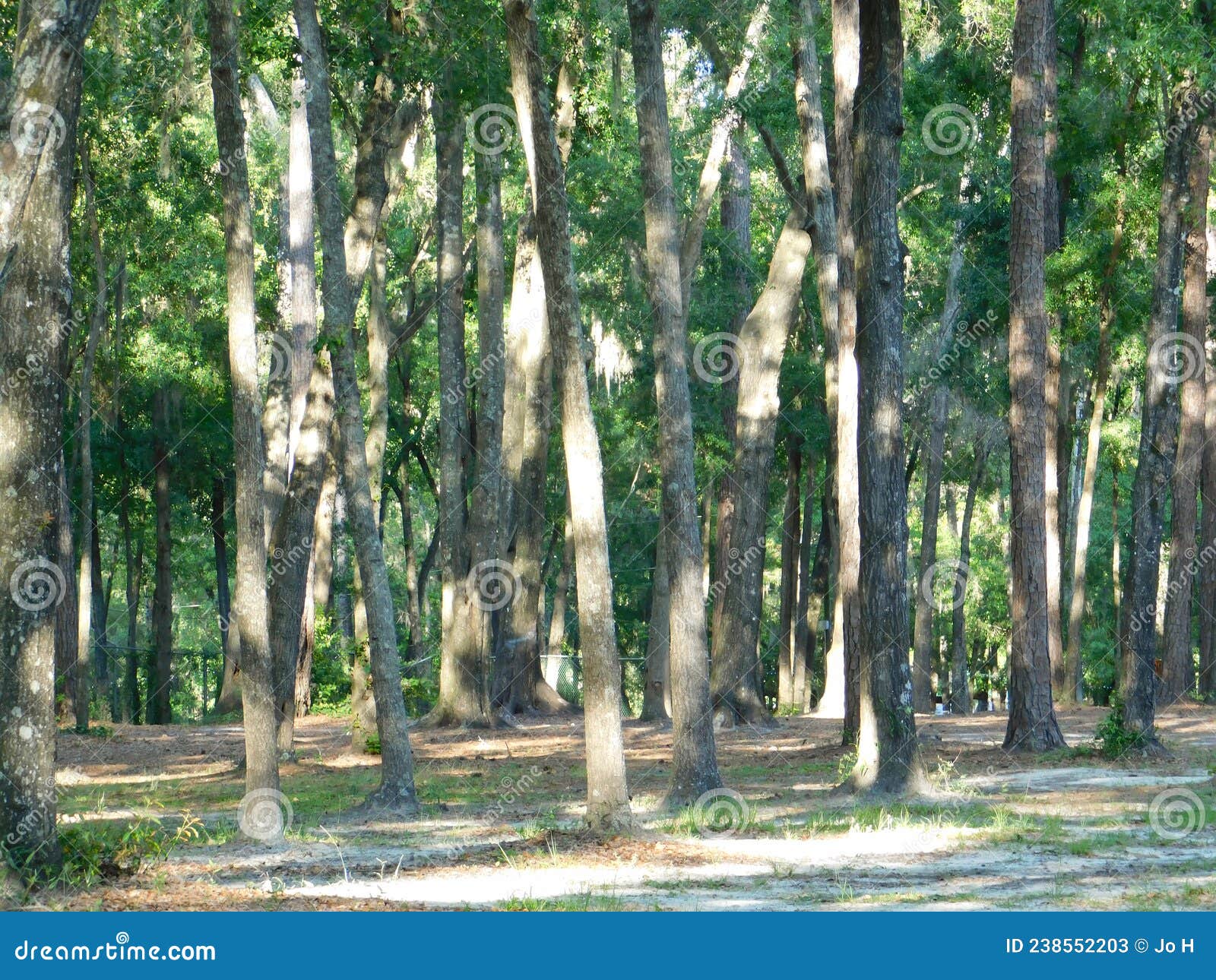 Camping in the trees editorial stock photo. Image of sand - 238552203