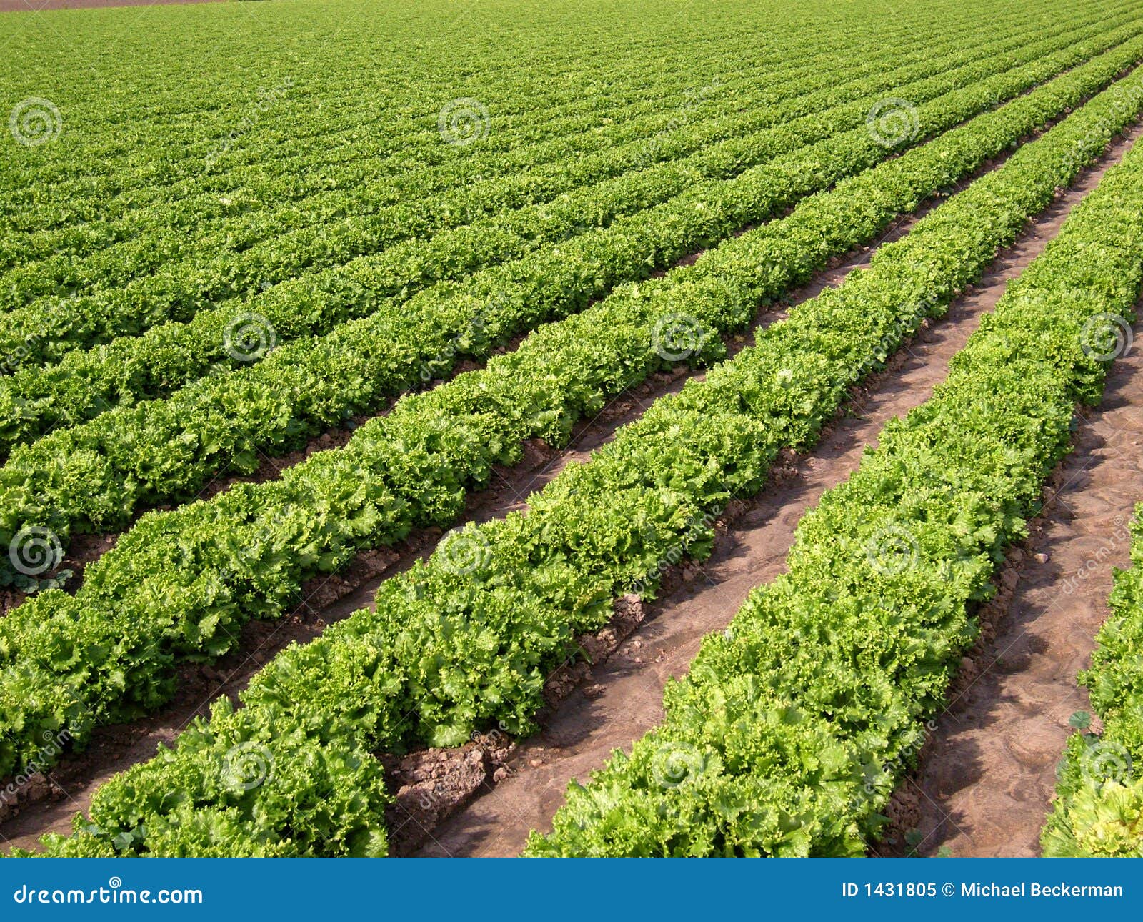 Campo 1 de la lechuga imagen de archivo. Imagen de exterior - 1431805