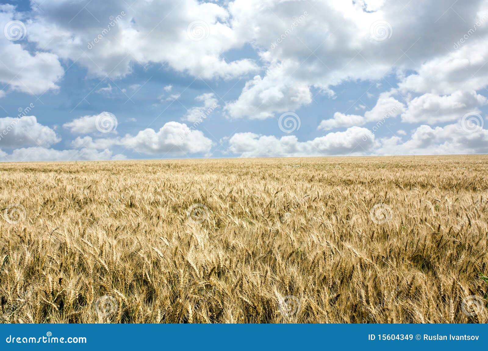 Campo imagen de archivo. Imagen de field, autumn, crop - 15604349