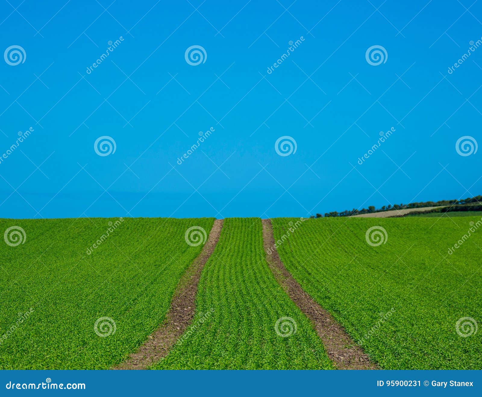 Campo arato immagine stock. Immagine di colture, piste - 95900231