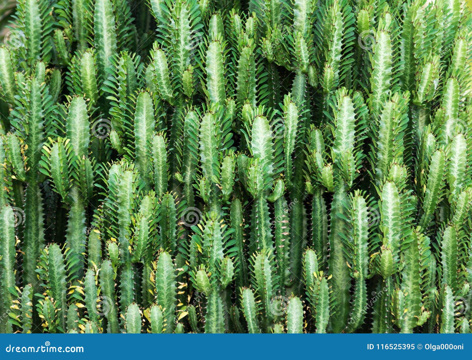 Campo Brilhante Verde Do Cacto, Fundo Imagem de Stock - Imagem de ...