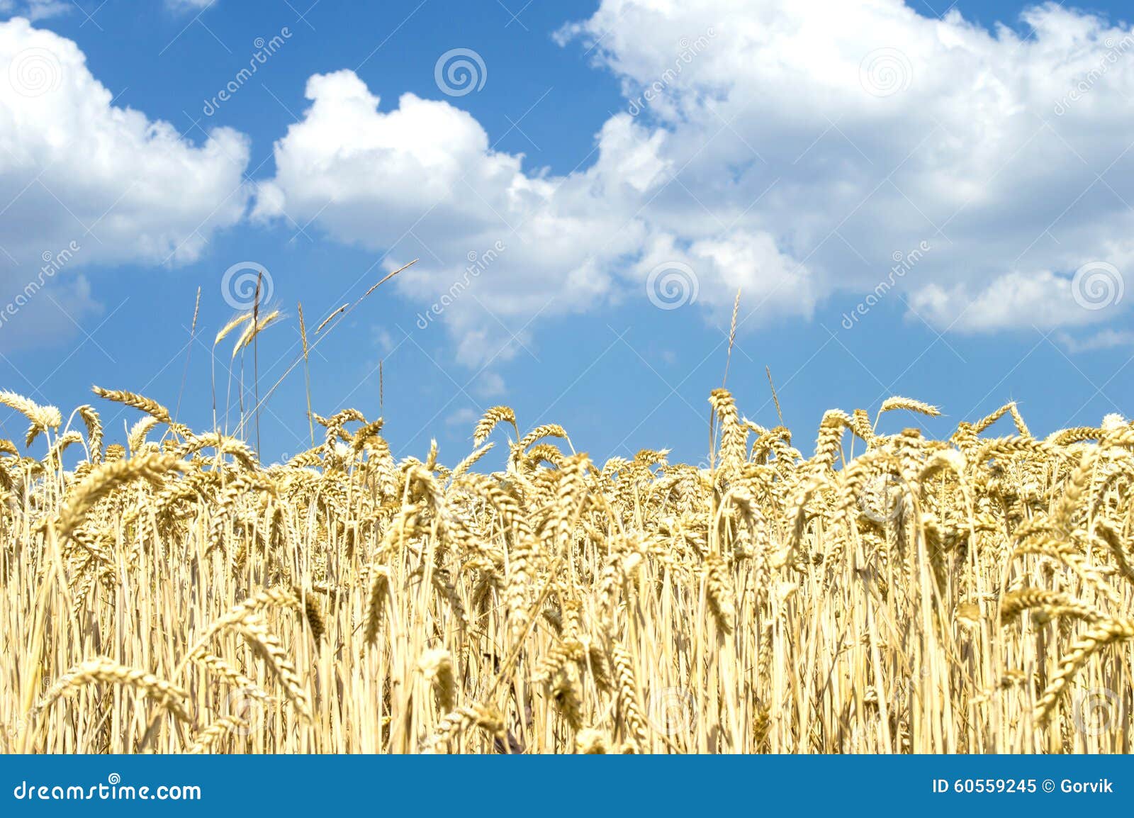 Campo Con Grano Giallo Contro Il Cielo Blu Immagine Stock - Immagine di ...