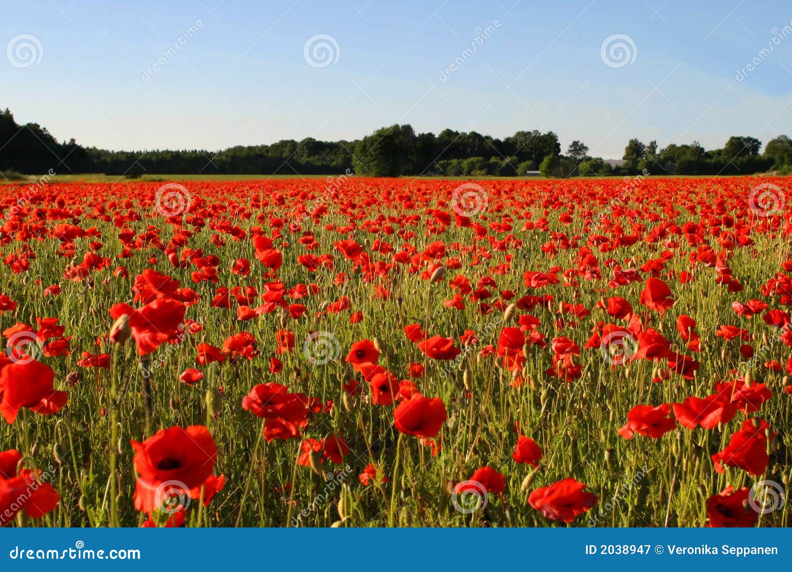 Campo con i papaveri immagine stock. Immagine di orizzonte - 2038947