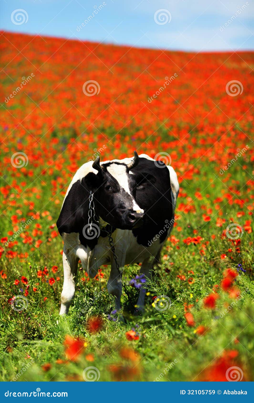 Campo Con Las Vacas En Verano Imagen de archivo - Imagen de fondo ...